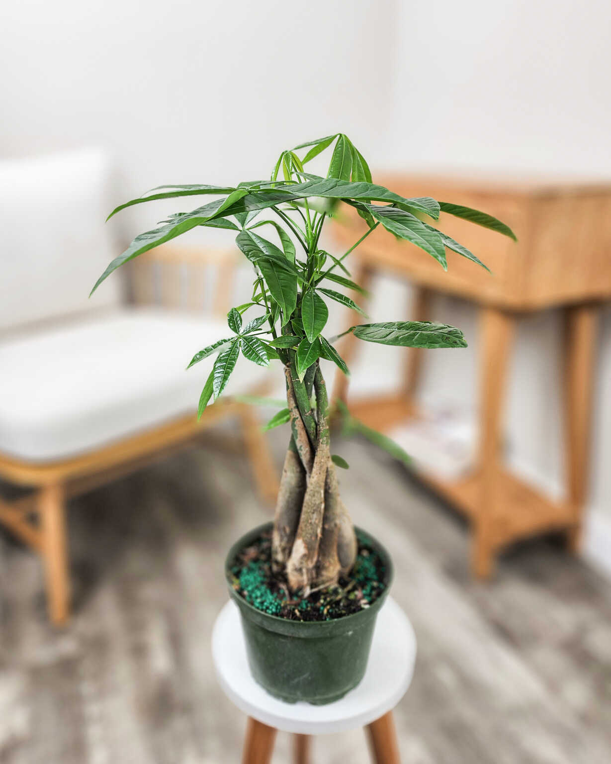 Braided Money Tree | PlantVine