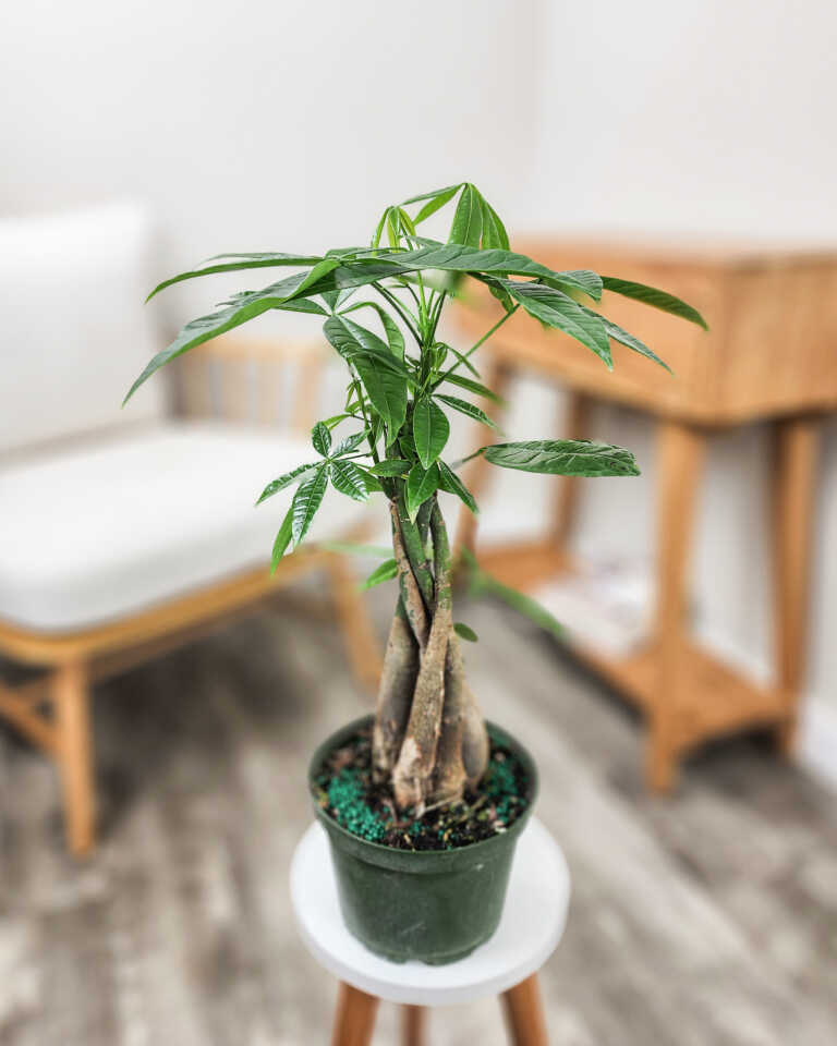 Braided Money Tree | PlantVine