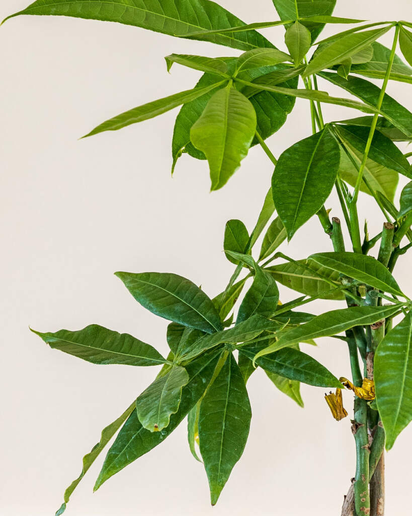 Braided Money Tree | PlantVine