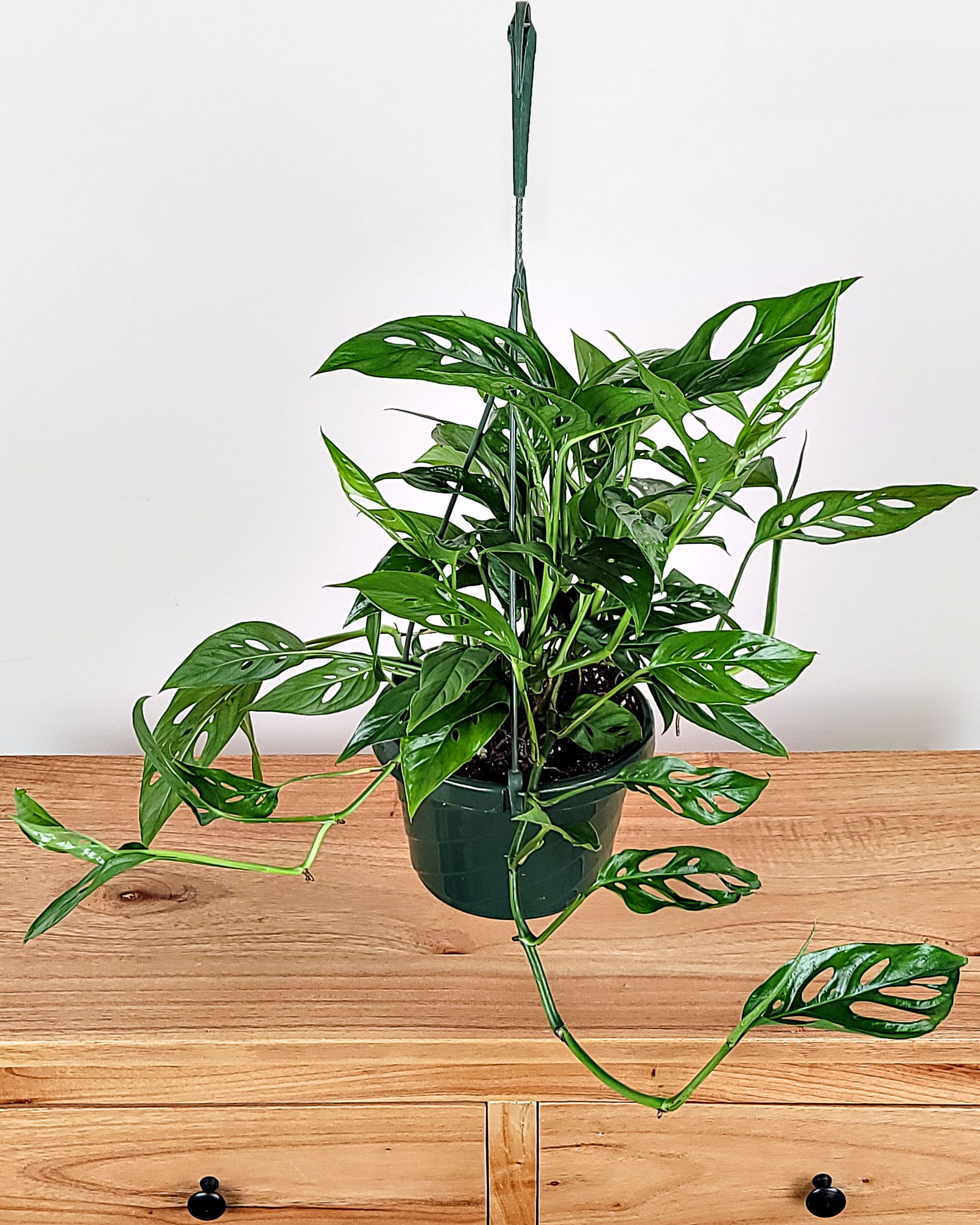 Monstera adansonii | PlantVine