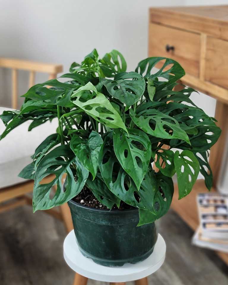 Monstera adansonii | PlantVine