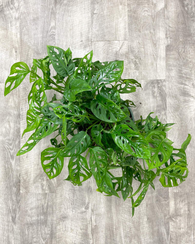 Monstera Varieties | PlantVine