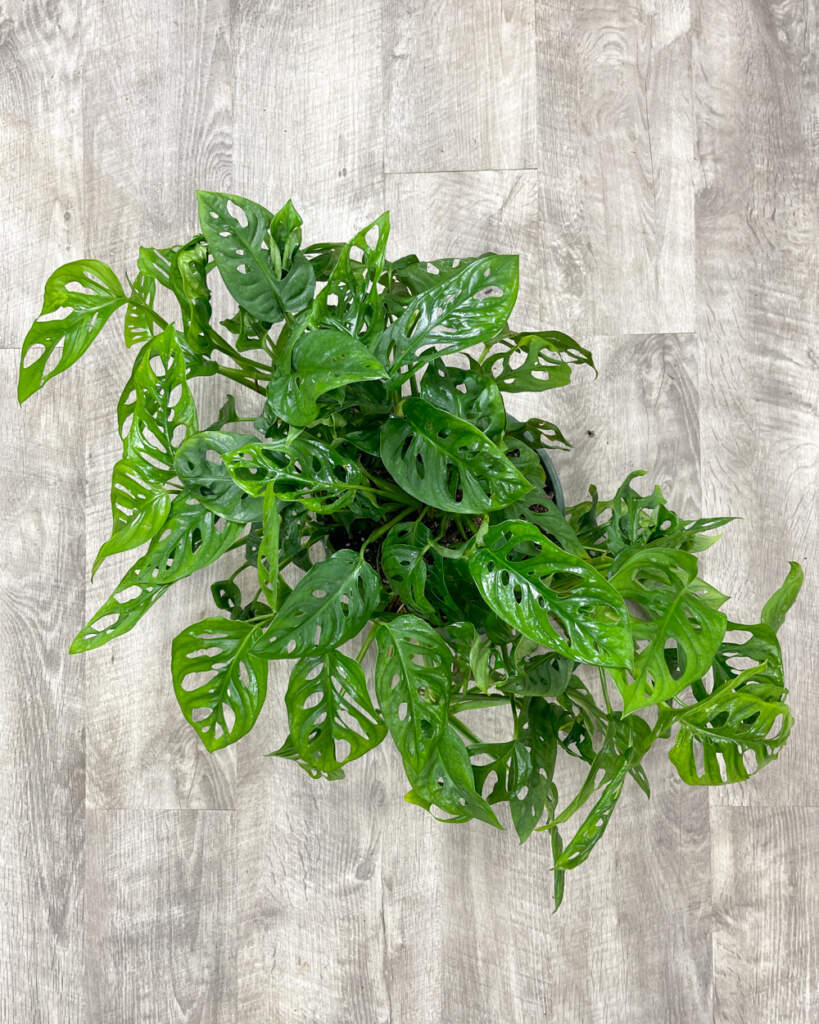 Monstera Varieties | PlantVine