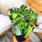 Exotic Plants | PlantVine