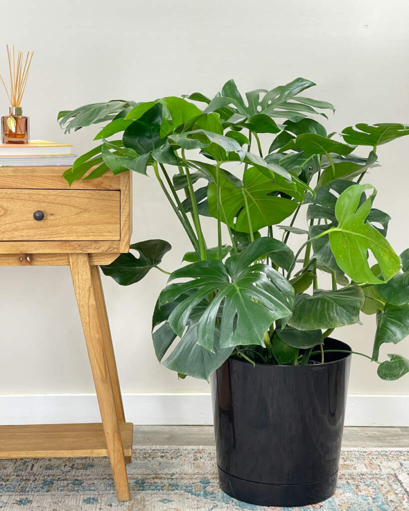 Buy Monstera Deliciosa, Swiss Cheese Plant For Sale Online