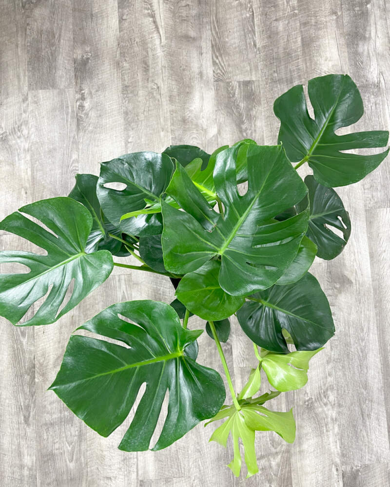 Monstera Varieties | PlantVine