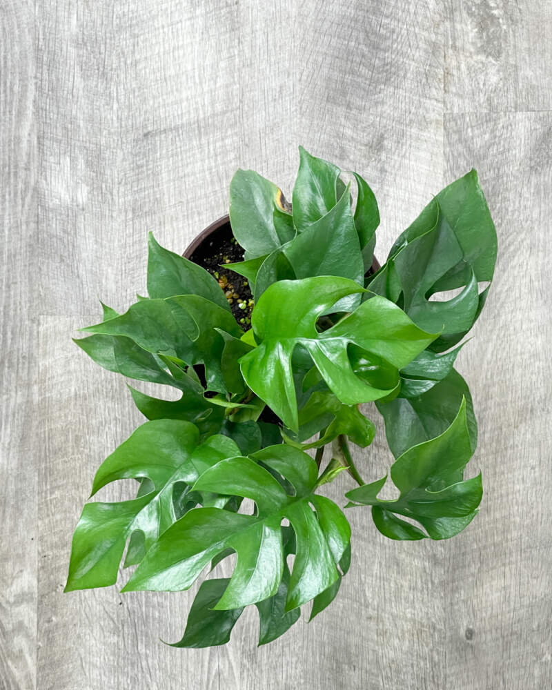 Monstera Varieties | PlantVine