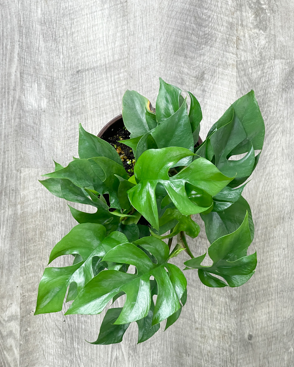 Monstera Varieties | PlantVine