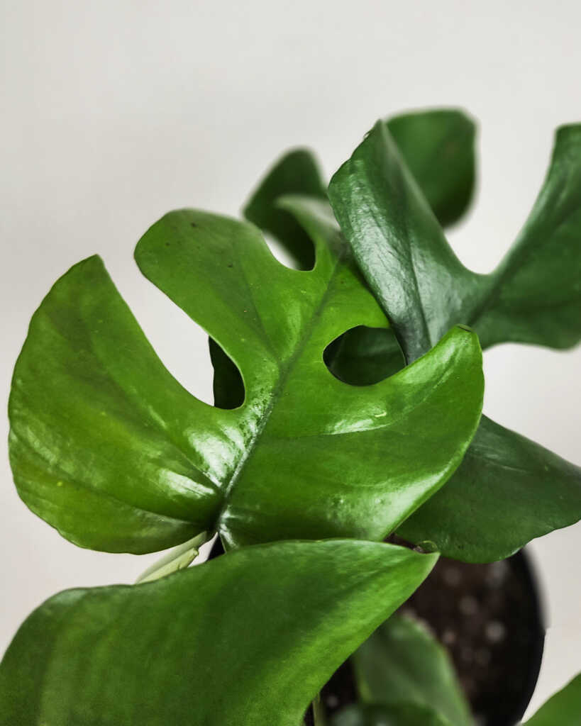 How to Take Care of Monstera Ginny: Essential Care Tips