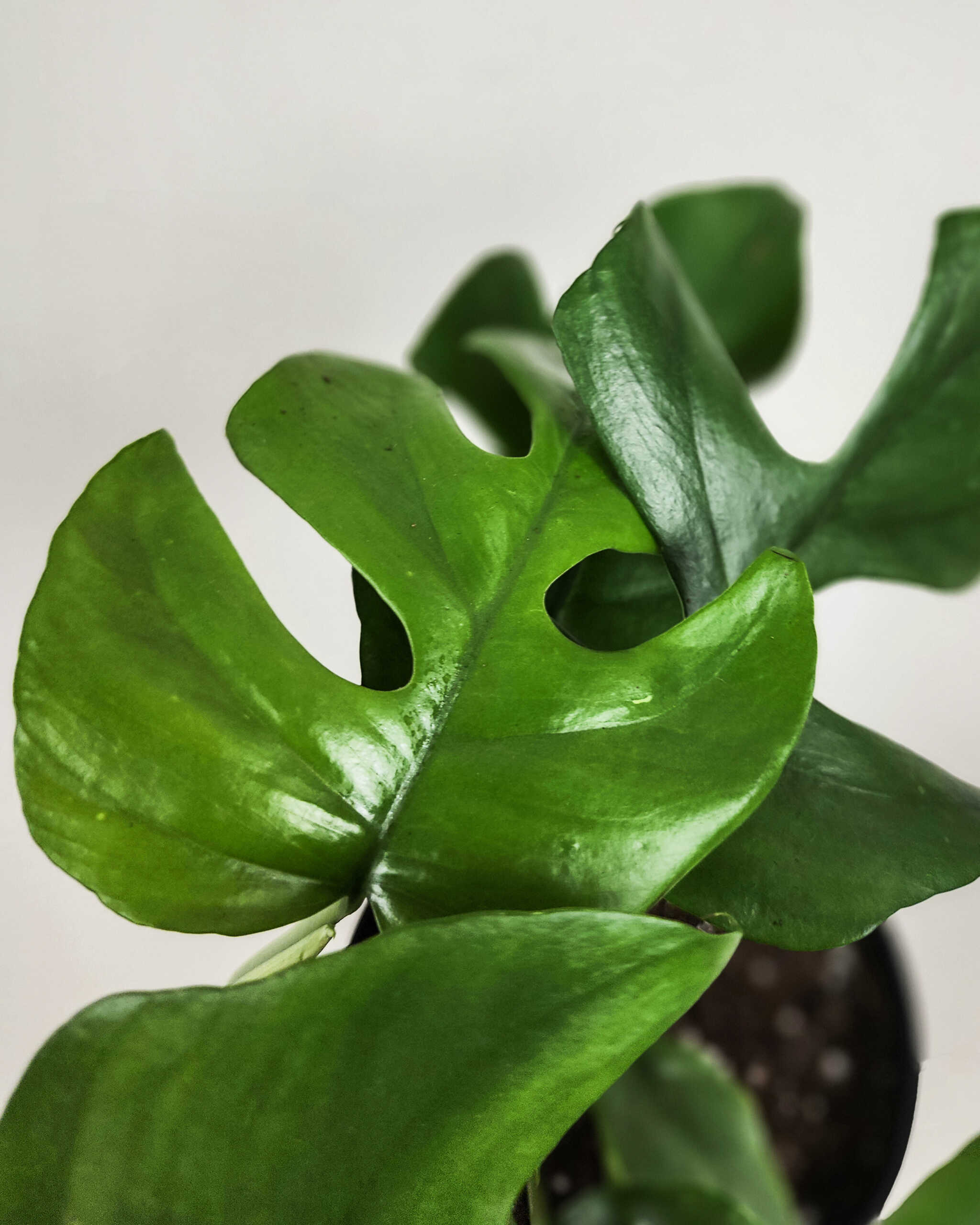 Buy Rhaphidophora Tetrasperma, Monstera 'Ginny' Plant Online