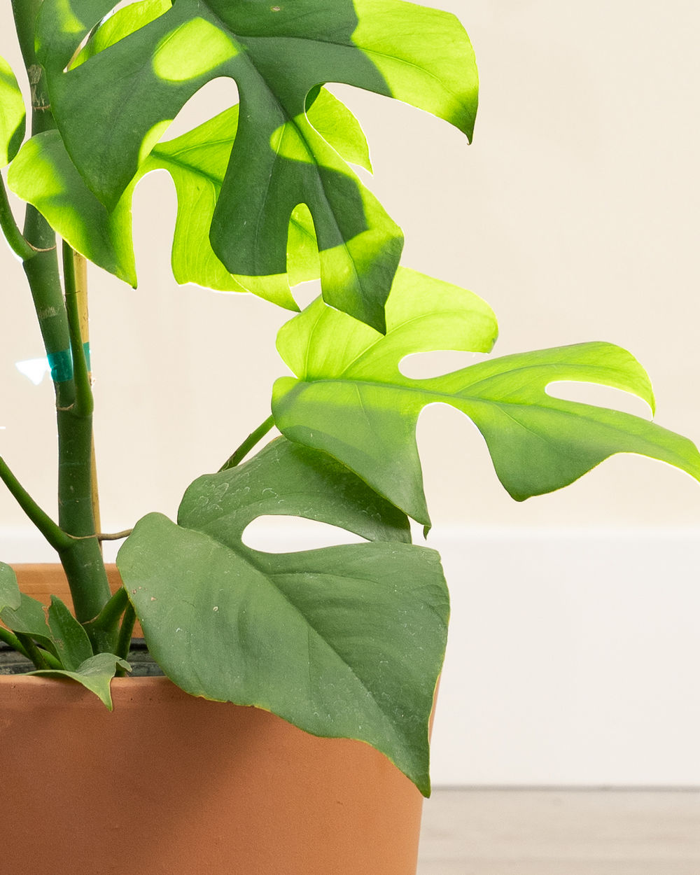Buy Rhaphidophora tetrasperma, Monstera 'Ginny' | Free Shipping over $100