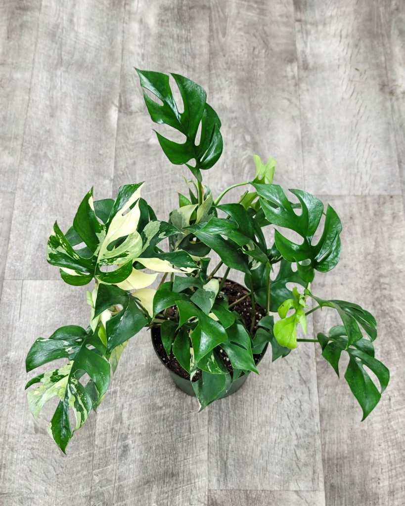 Monstera Varieties | PlantVine