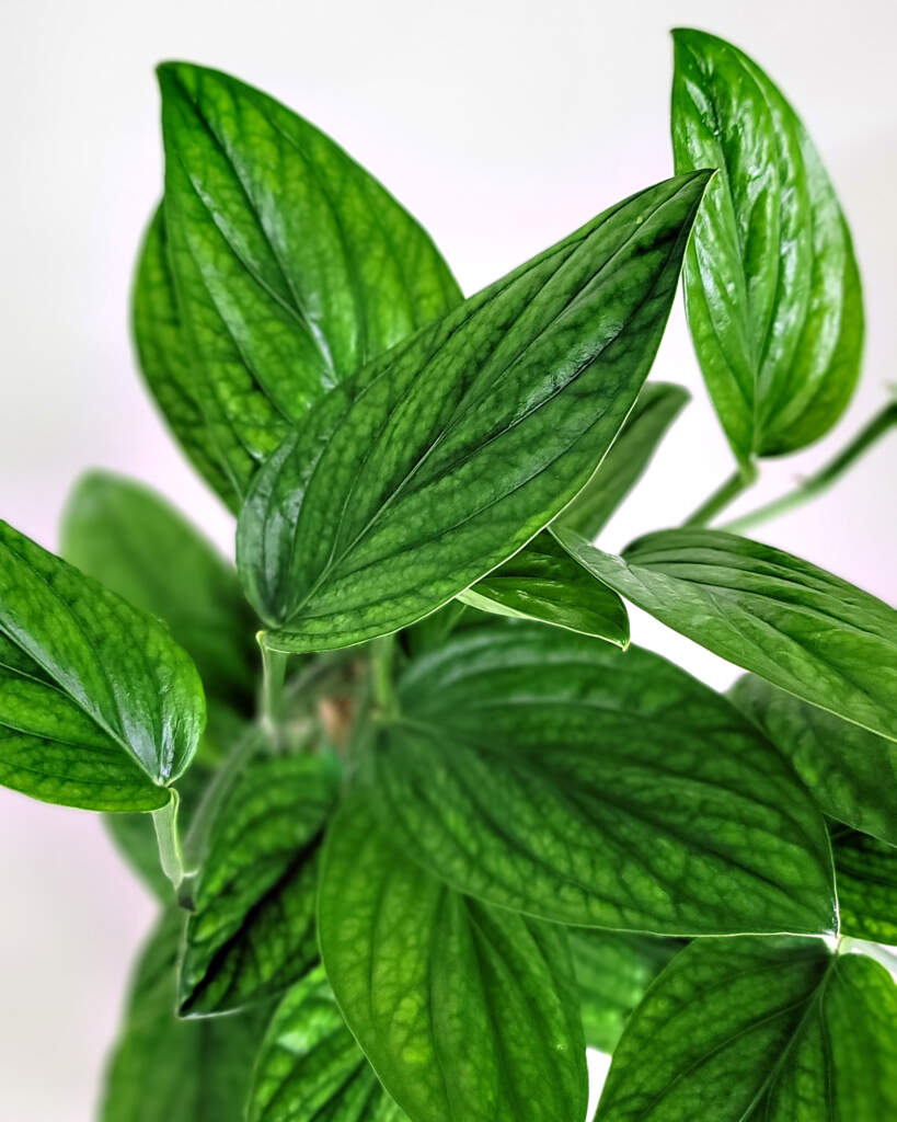 Monstera ‘Peru’ | PlantVine