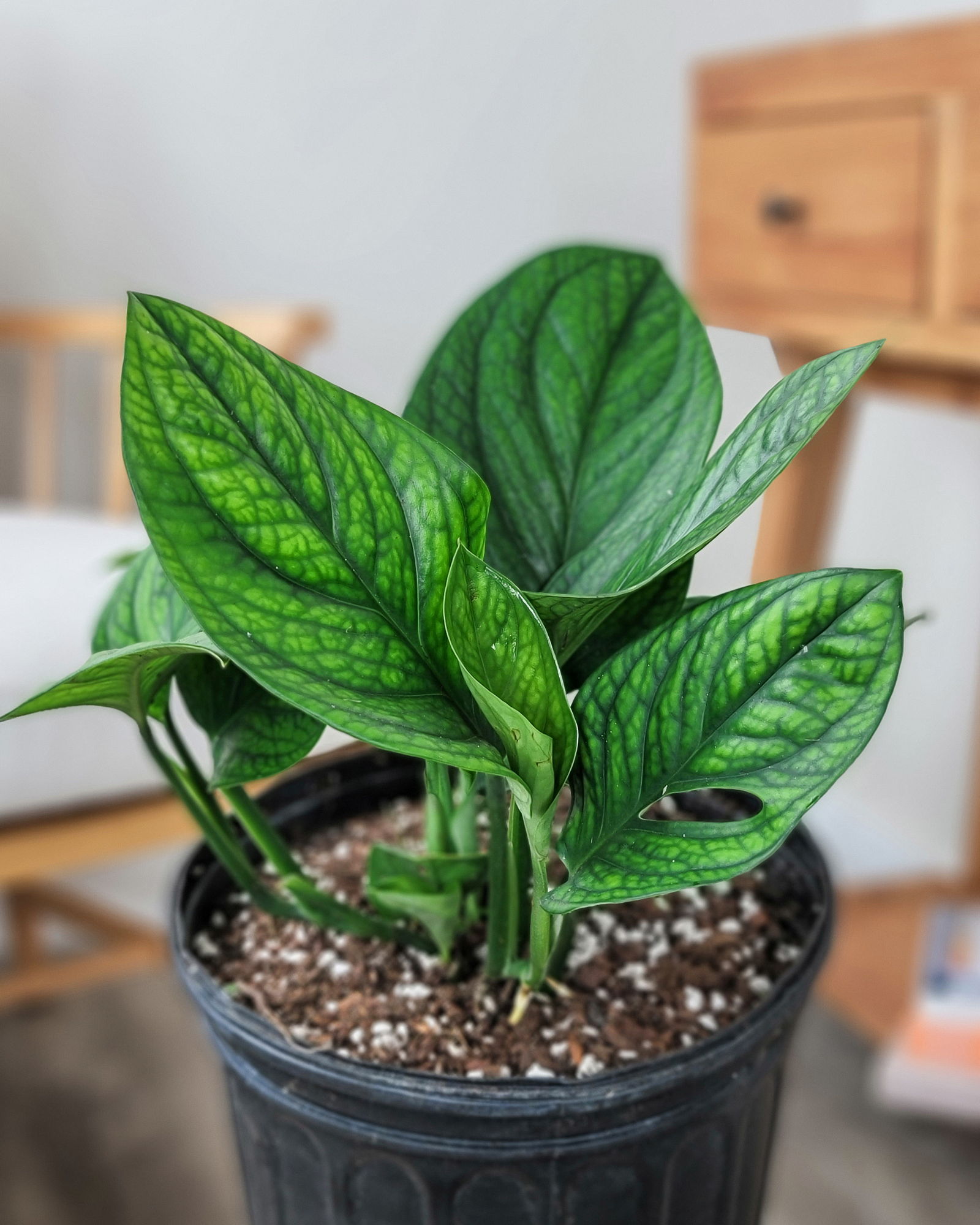 Monstera ‘Peru’ | PlantVine