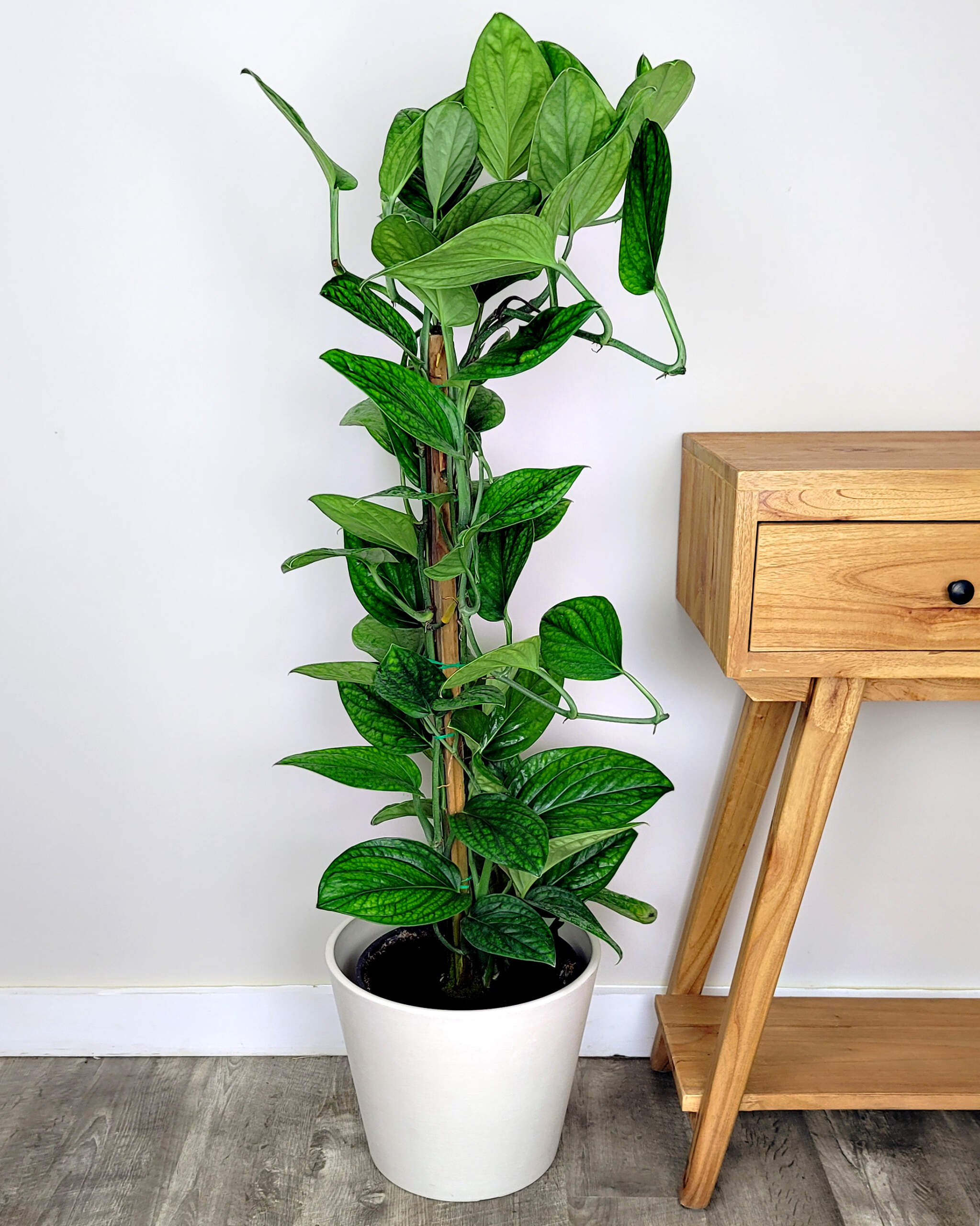 Monstera Peru | PlantVine