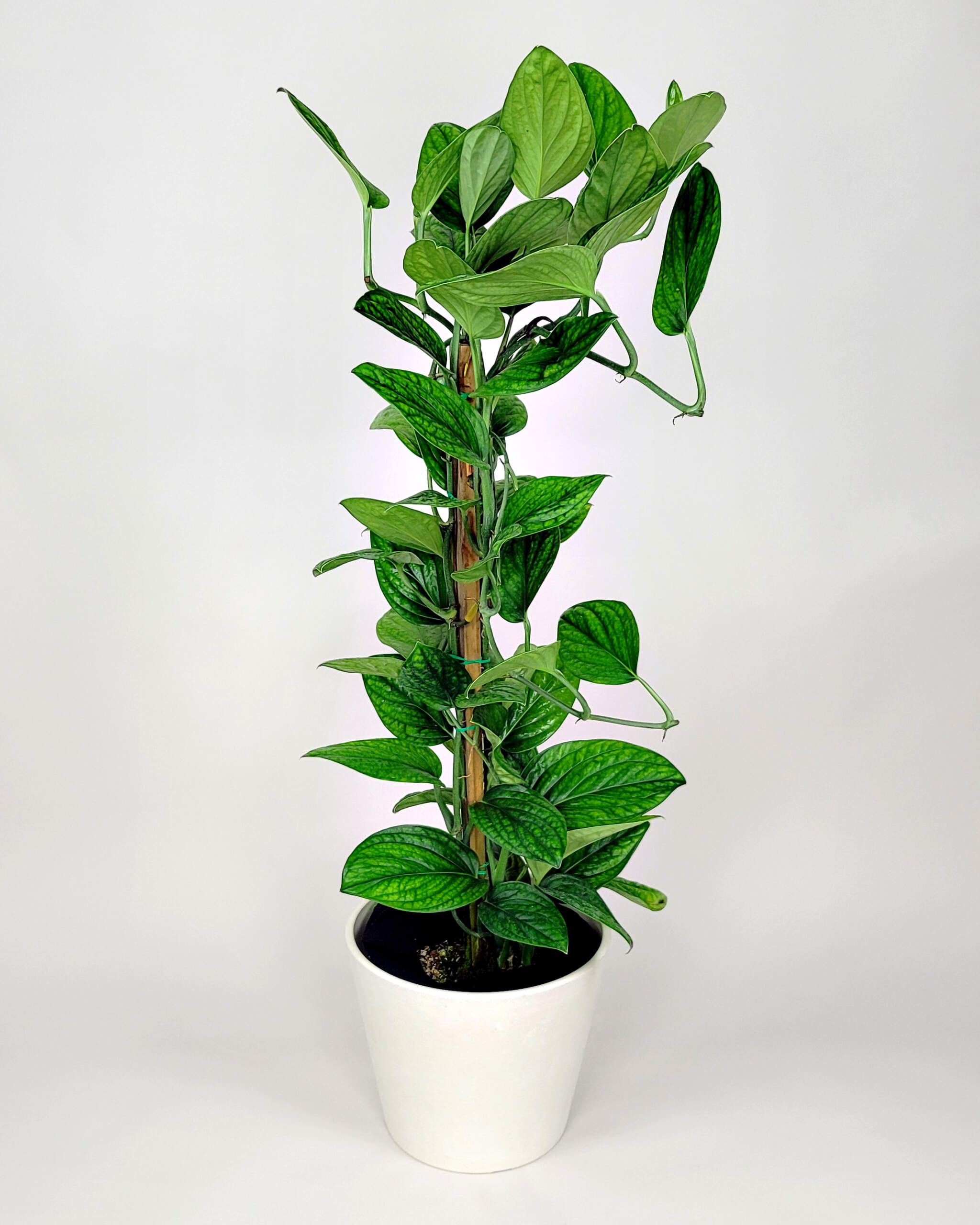 Monstera ‘Peru’ | PlantVine