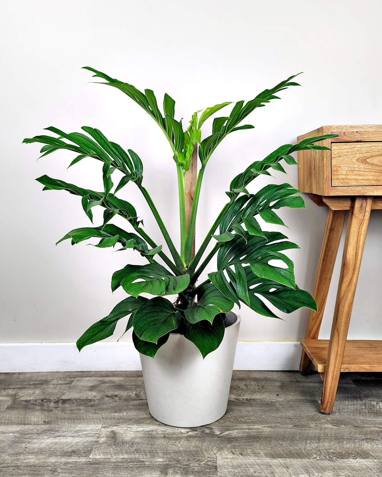 Monstera pinnatipartita | PlantVine