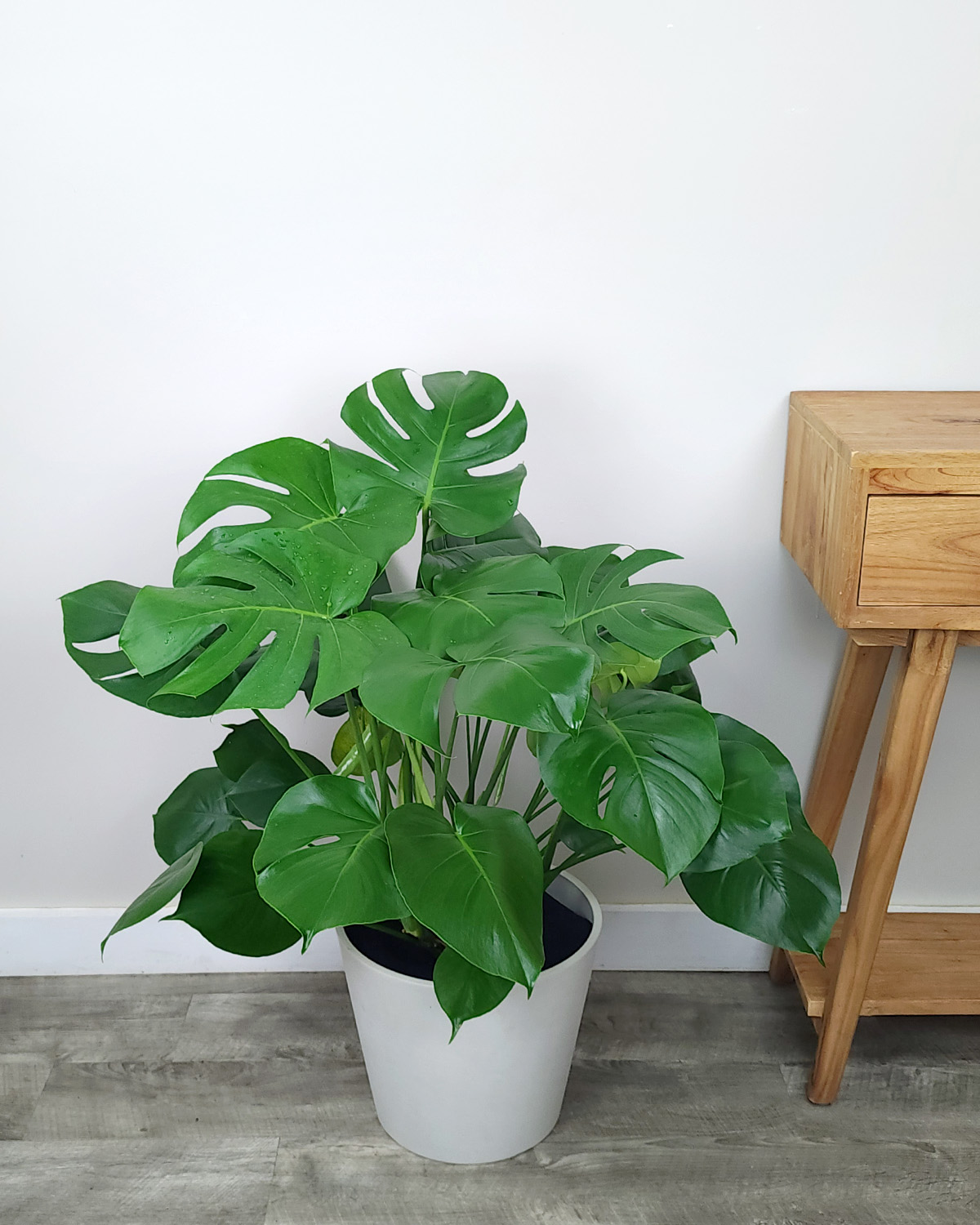 Buy Monstera Deliciosa, Swiss Cheese Plant For Sale Online