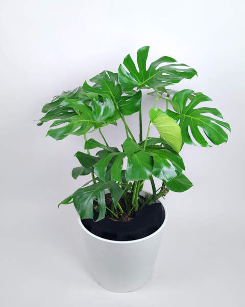 Exotic Plants | PlantVine