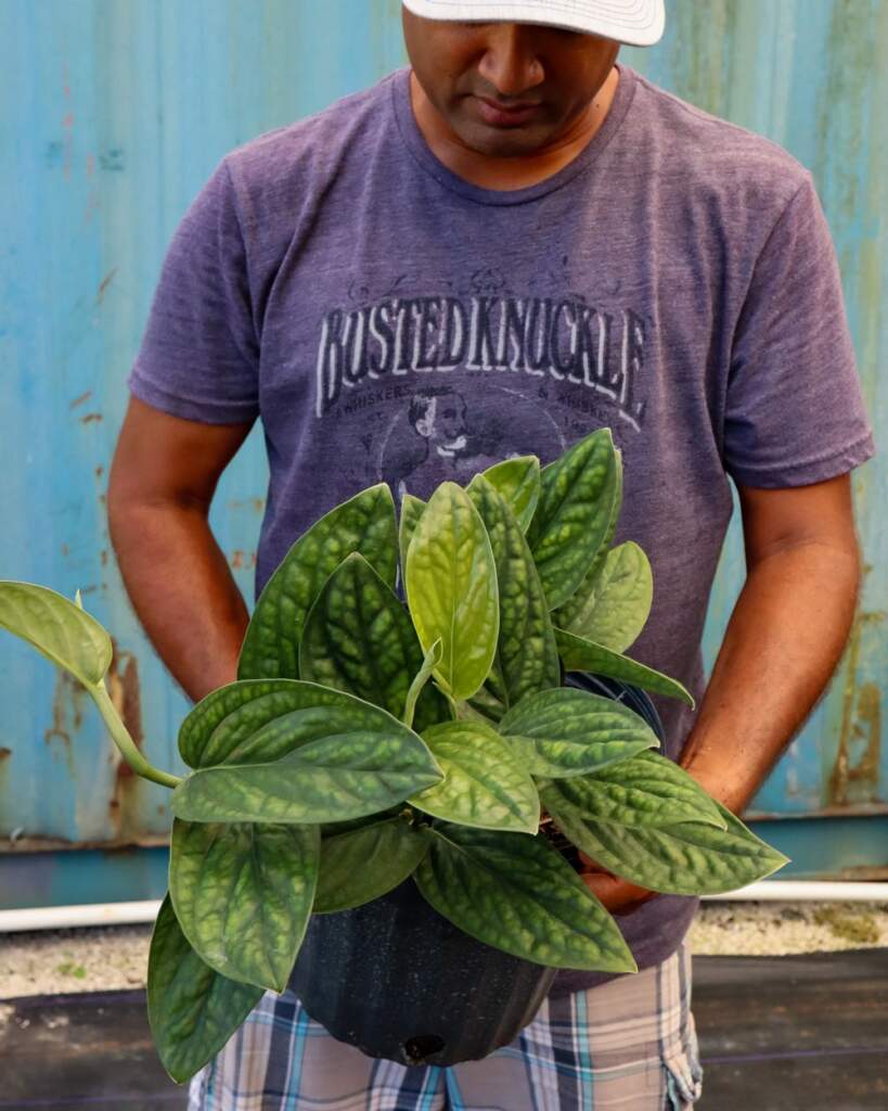Monstera Peru | PlantVine