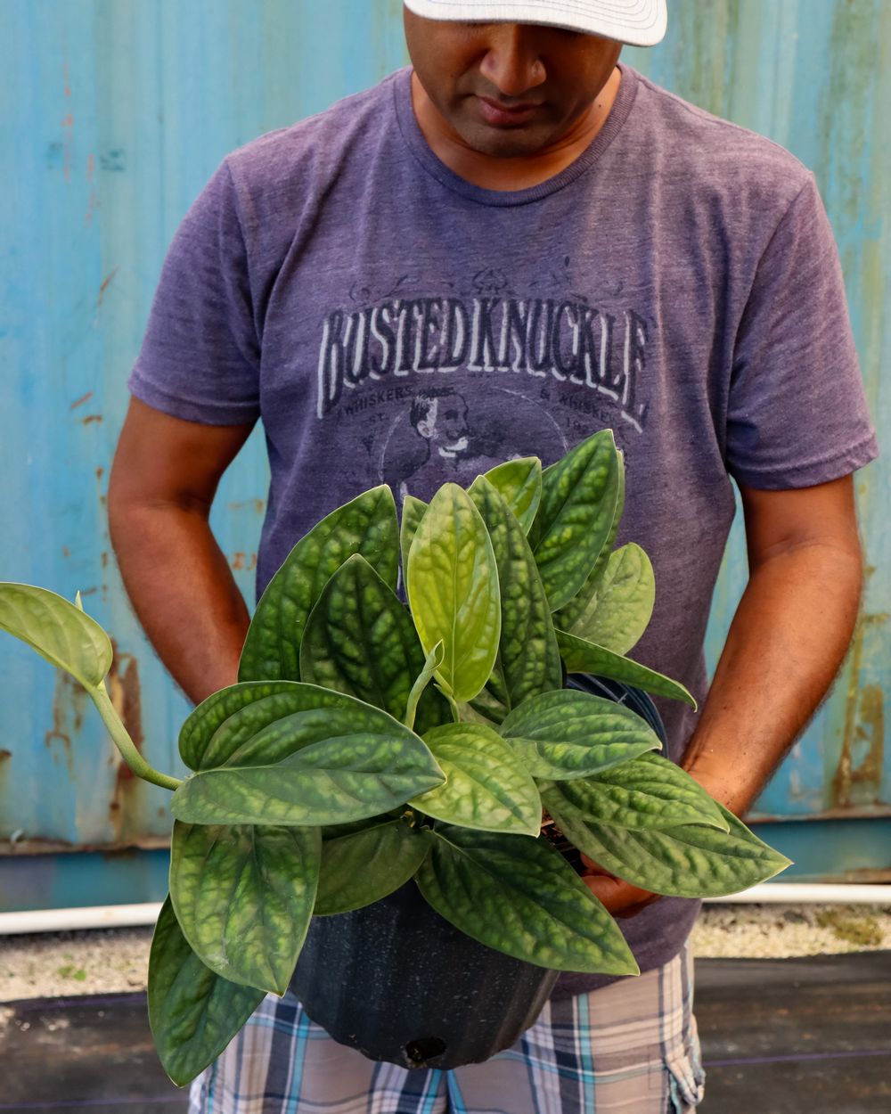 Monstera Peru | PlantVine