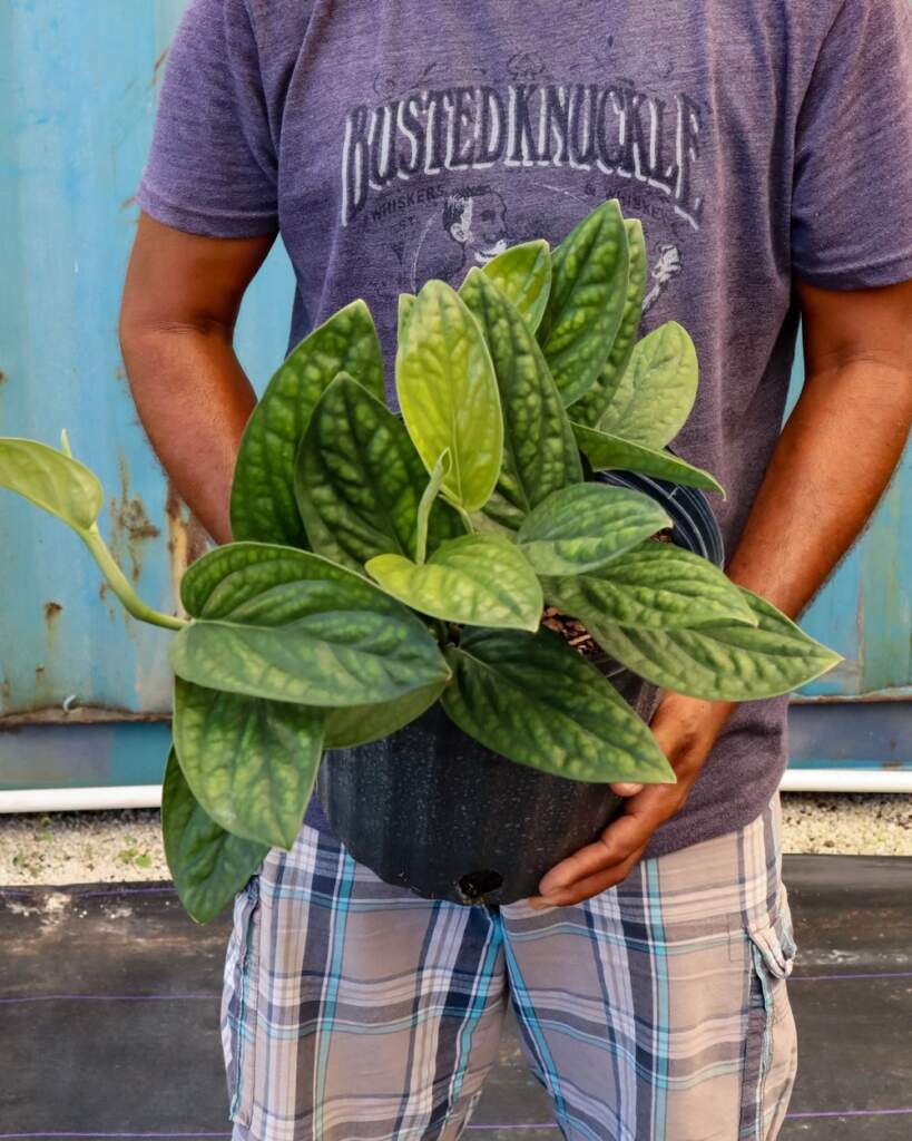 Monstera karstenianum Peru | PlantVine