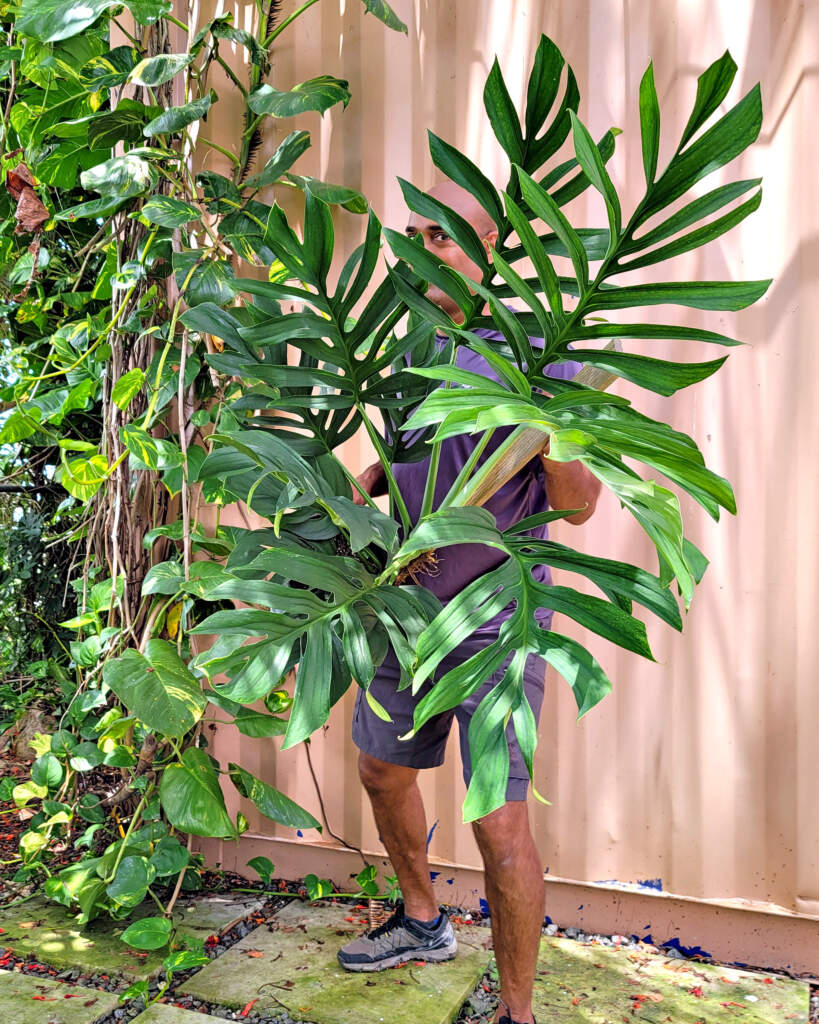 Monstera pinnatipartita | PlantVine