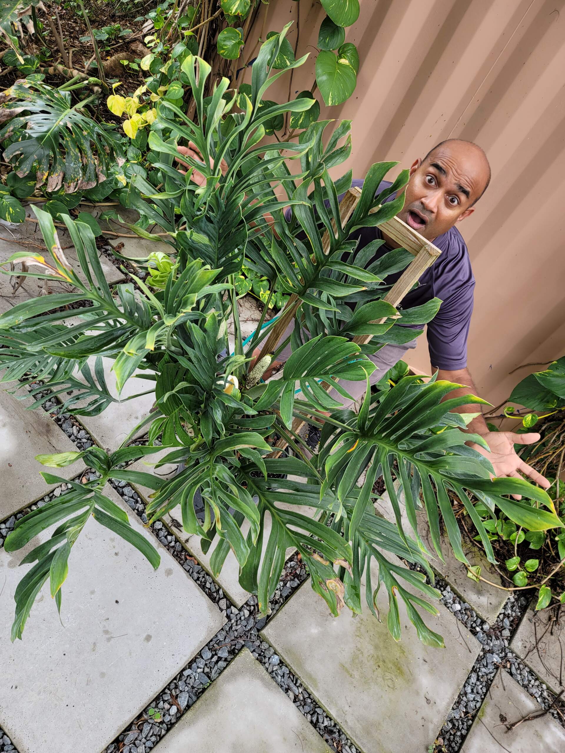 Monstera pinnatipartita | PlantVine