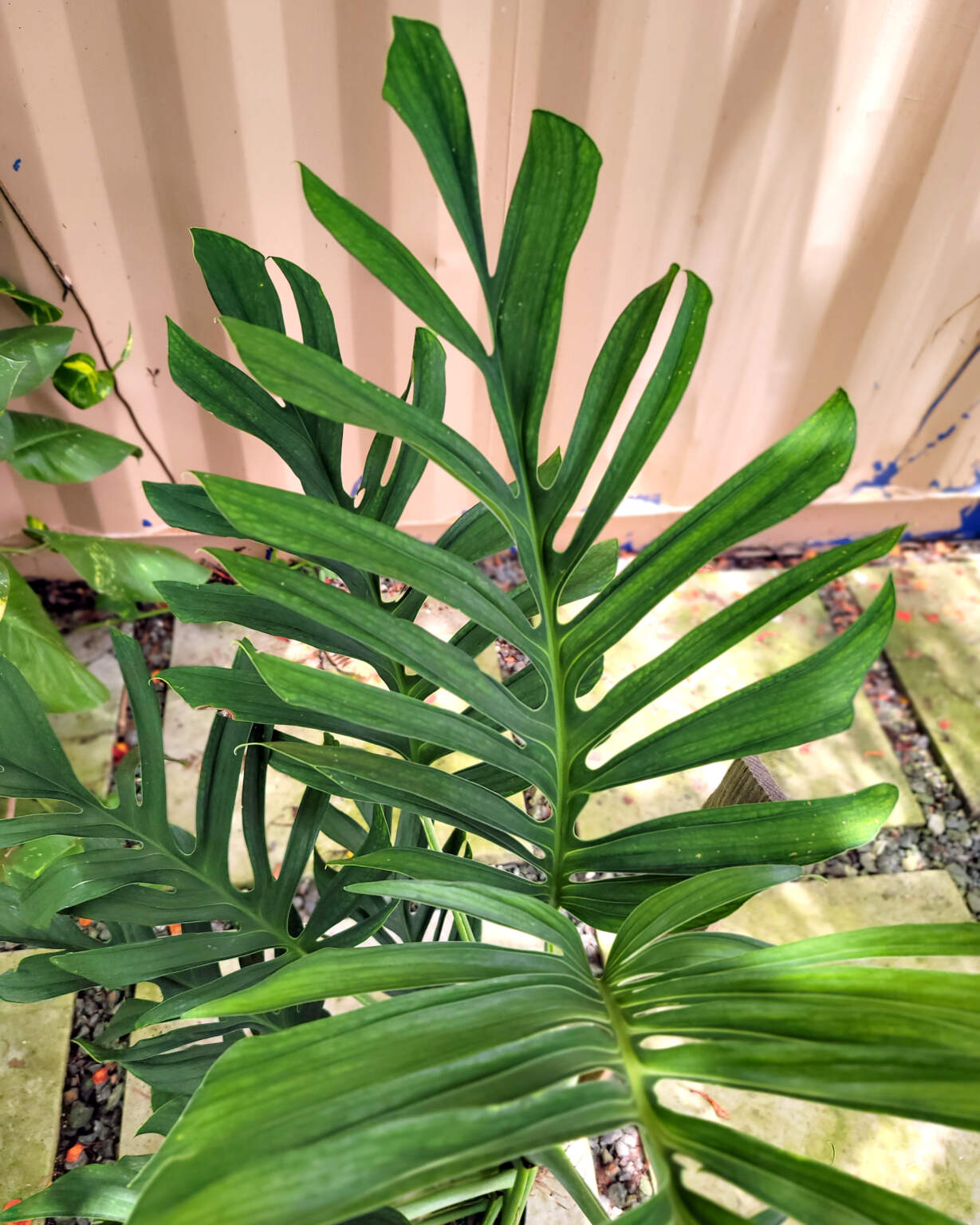 Monstera pinnatipartita | PlantVine