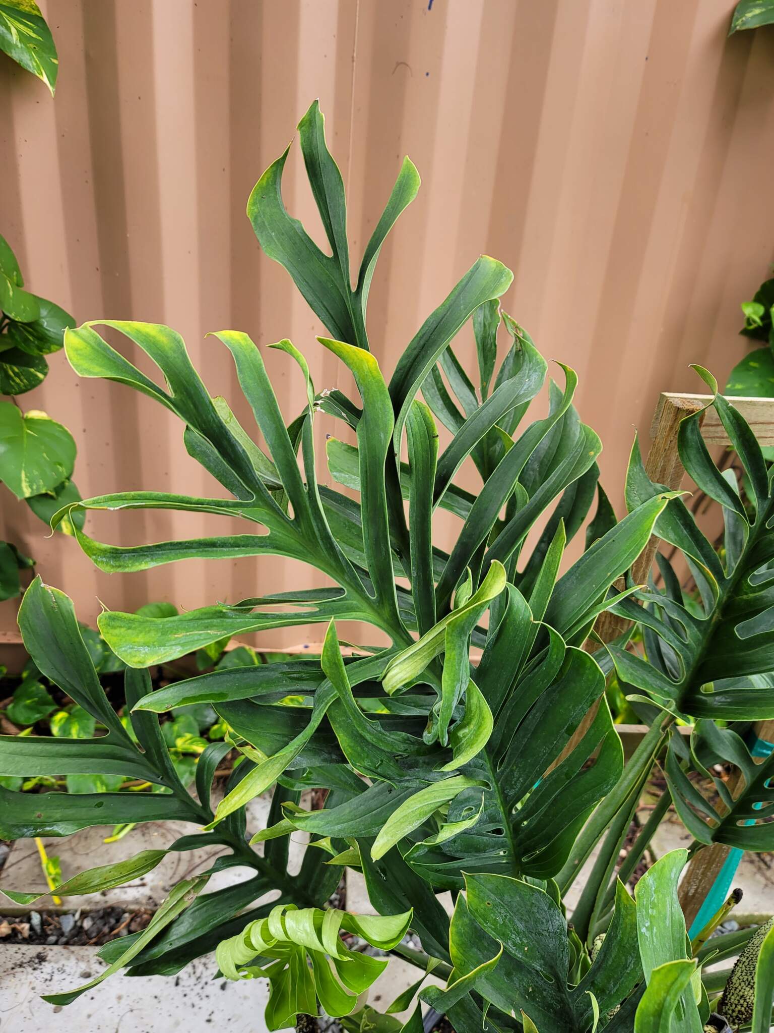 Monstera pinnatipartita | PlantVine