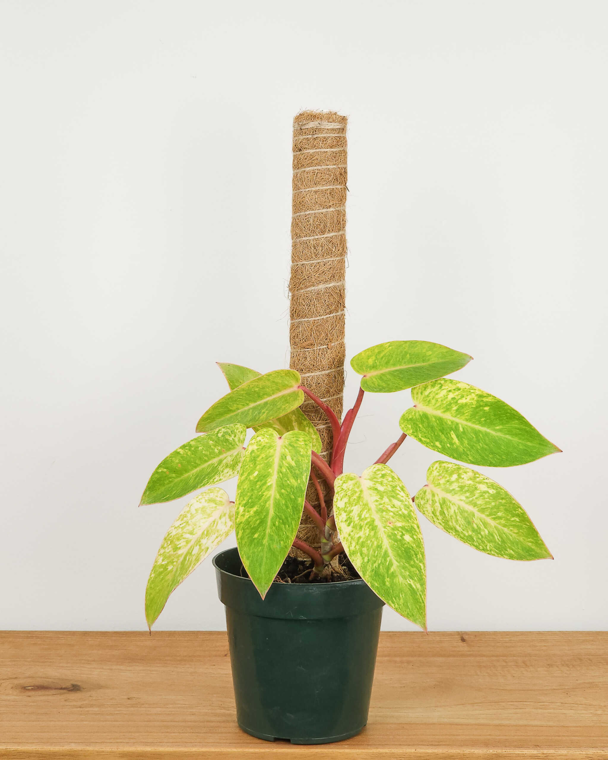 Expandable Moss Pole | PlantVine