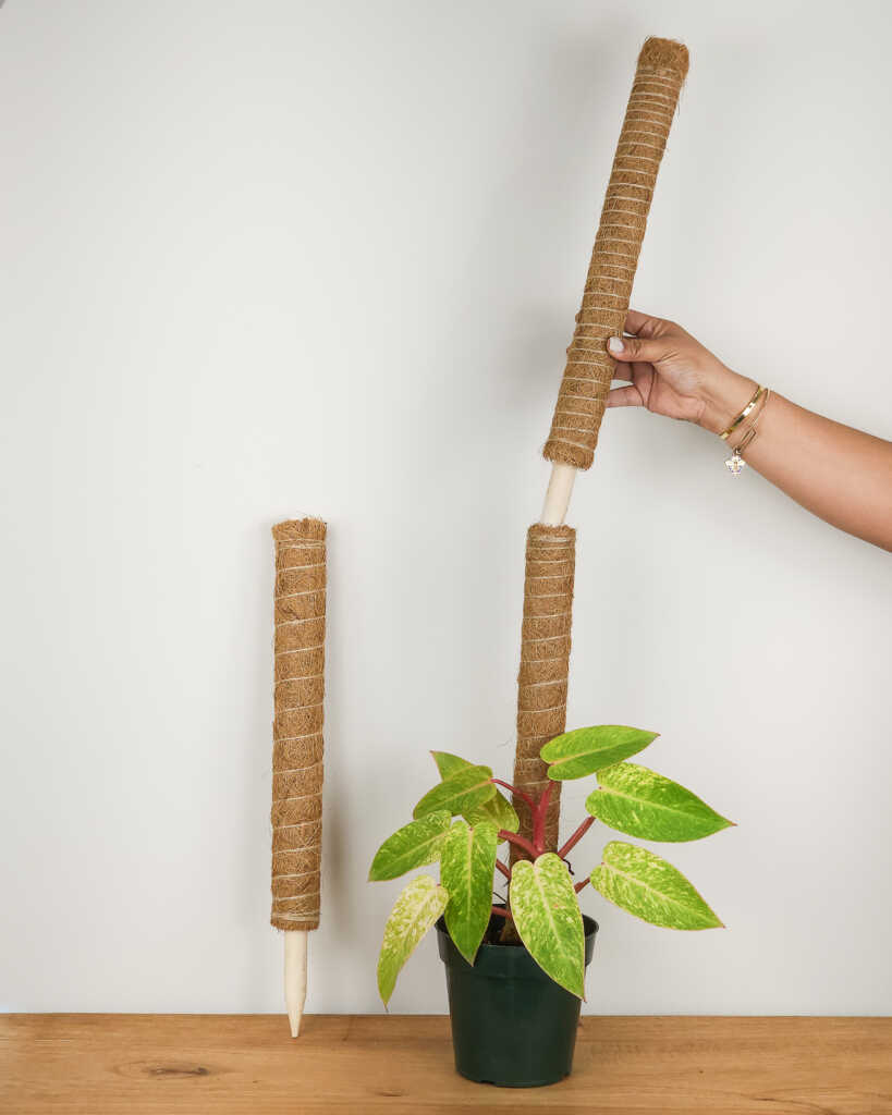 Expandable Moss Pole | PlantVine