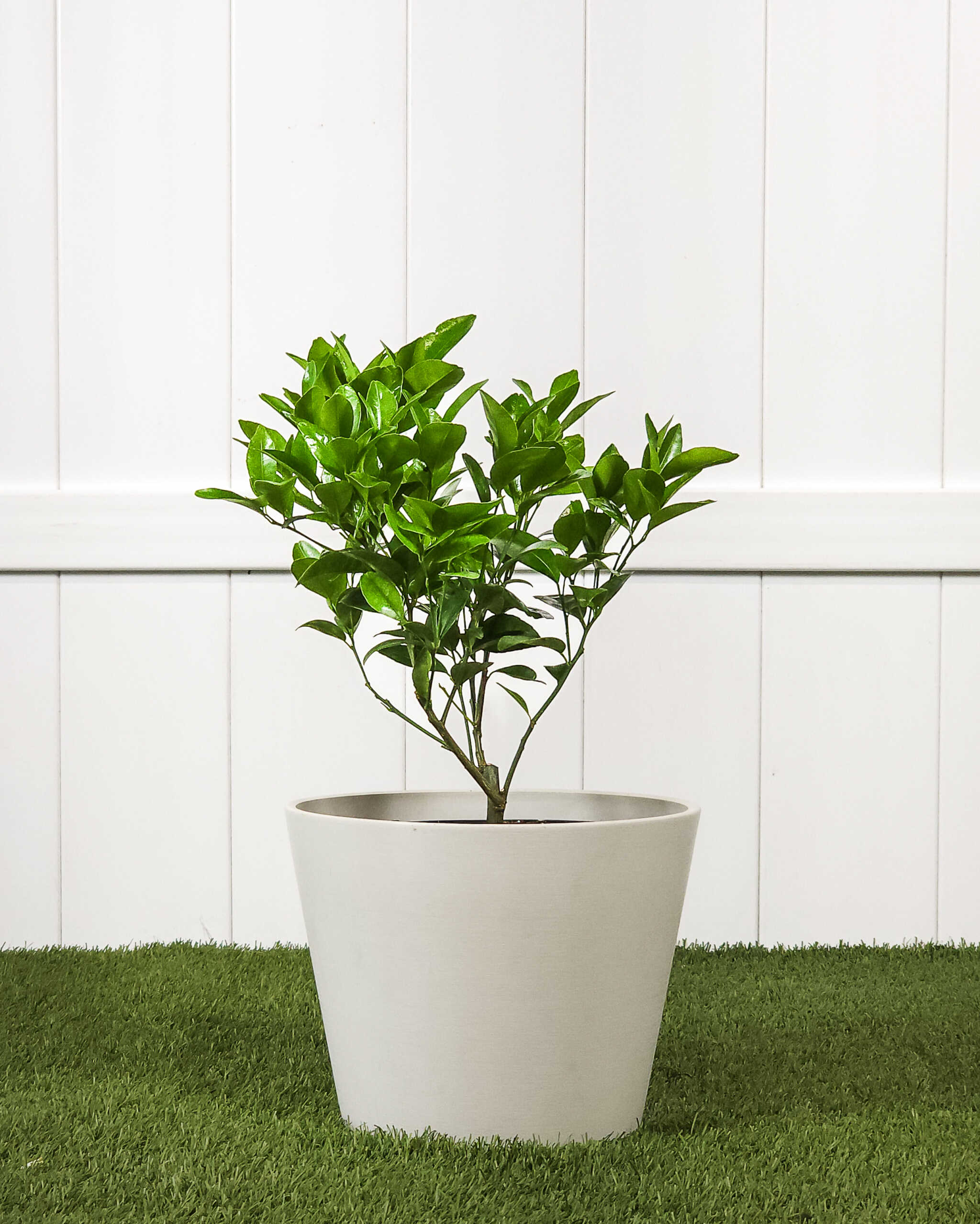 Murcott Tangerine Citrus Tree | PlantVine