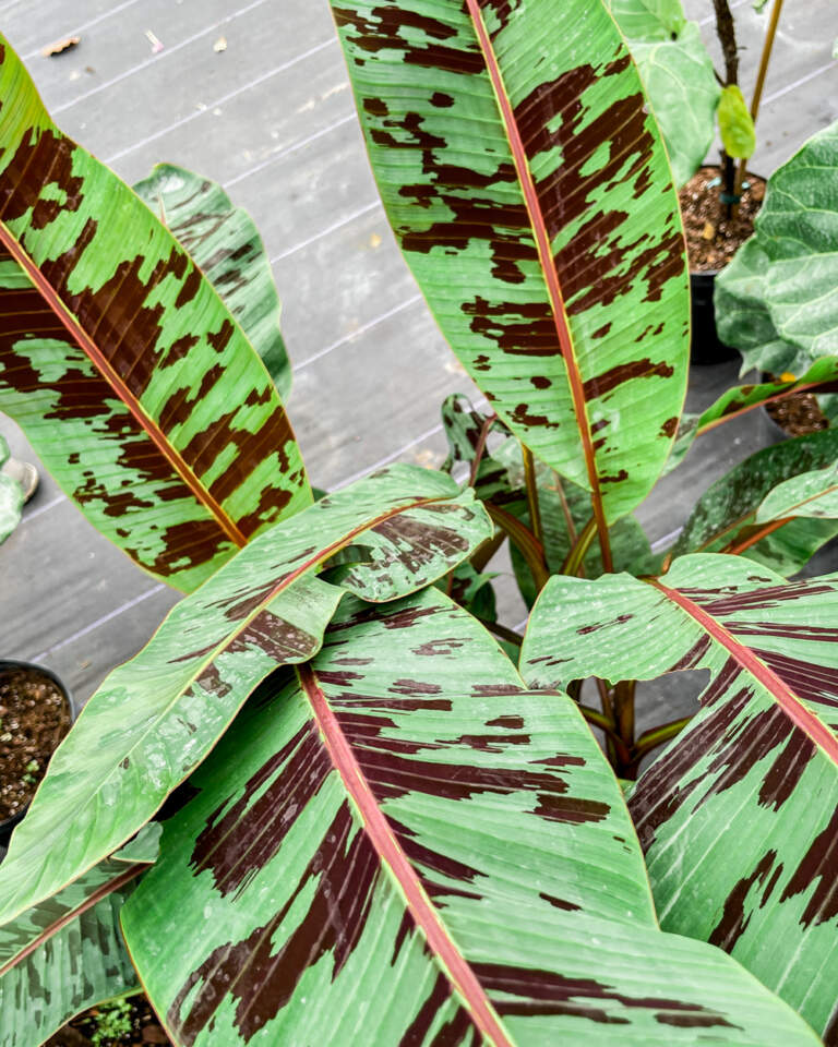 Banana ‘Rojo’, Musa acuminata zebrina, Red Banana, Musa sumatrana ...