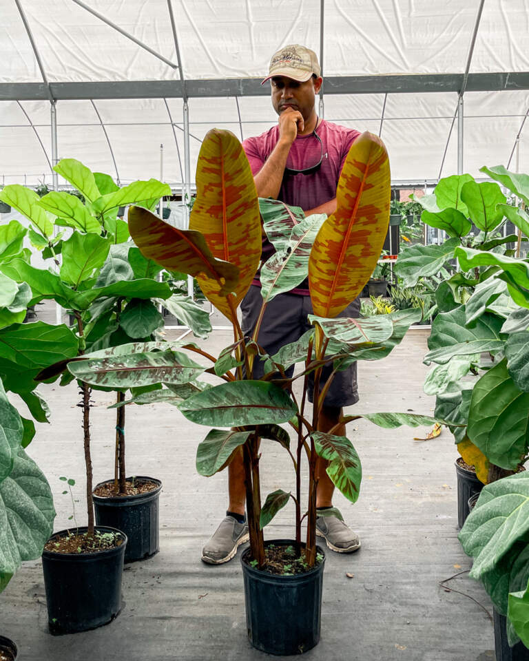 Banana ‘Rojo’, Musa acuminata zebrina, Red Banana, Musa sumatrana ...