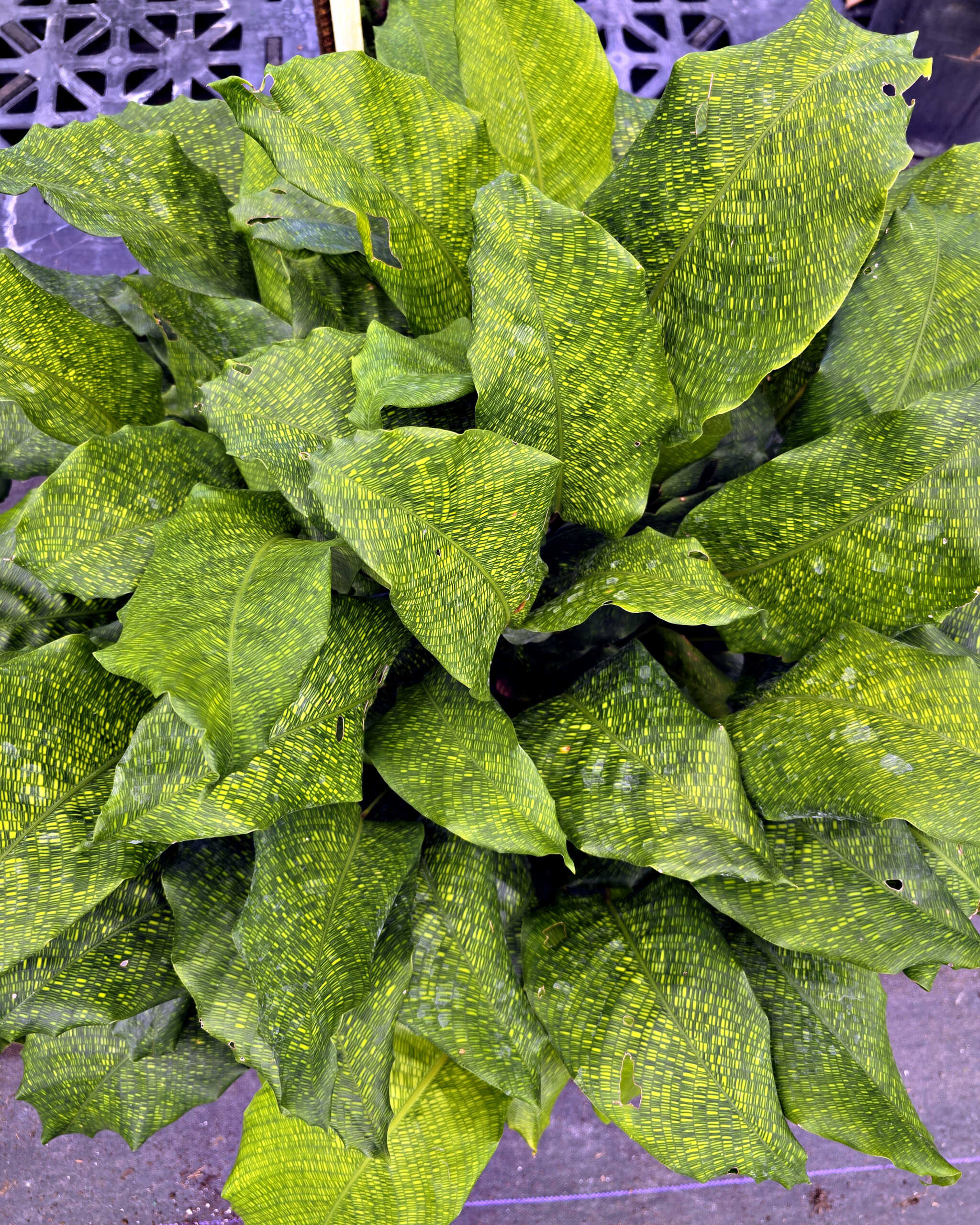 Darryl’s Discoveries | PlantVine