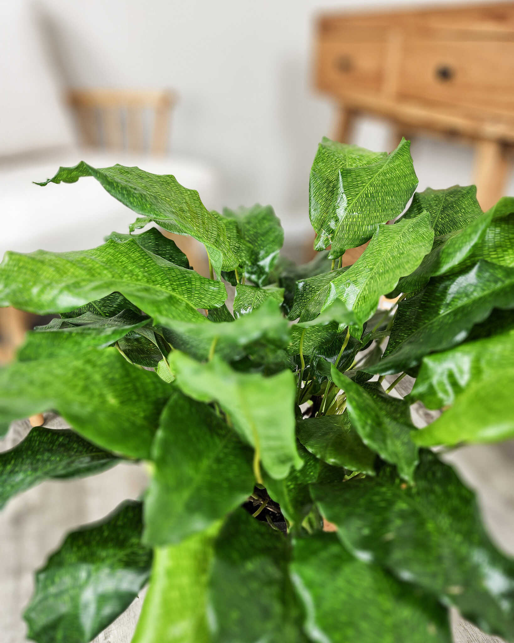 Calathea musaica | PlantVine