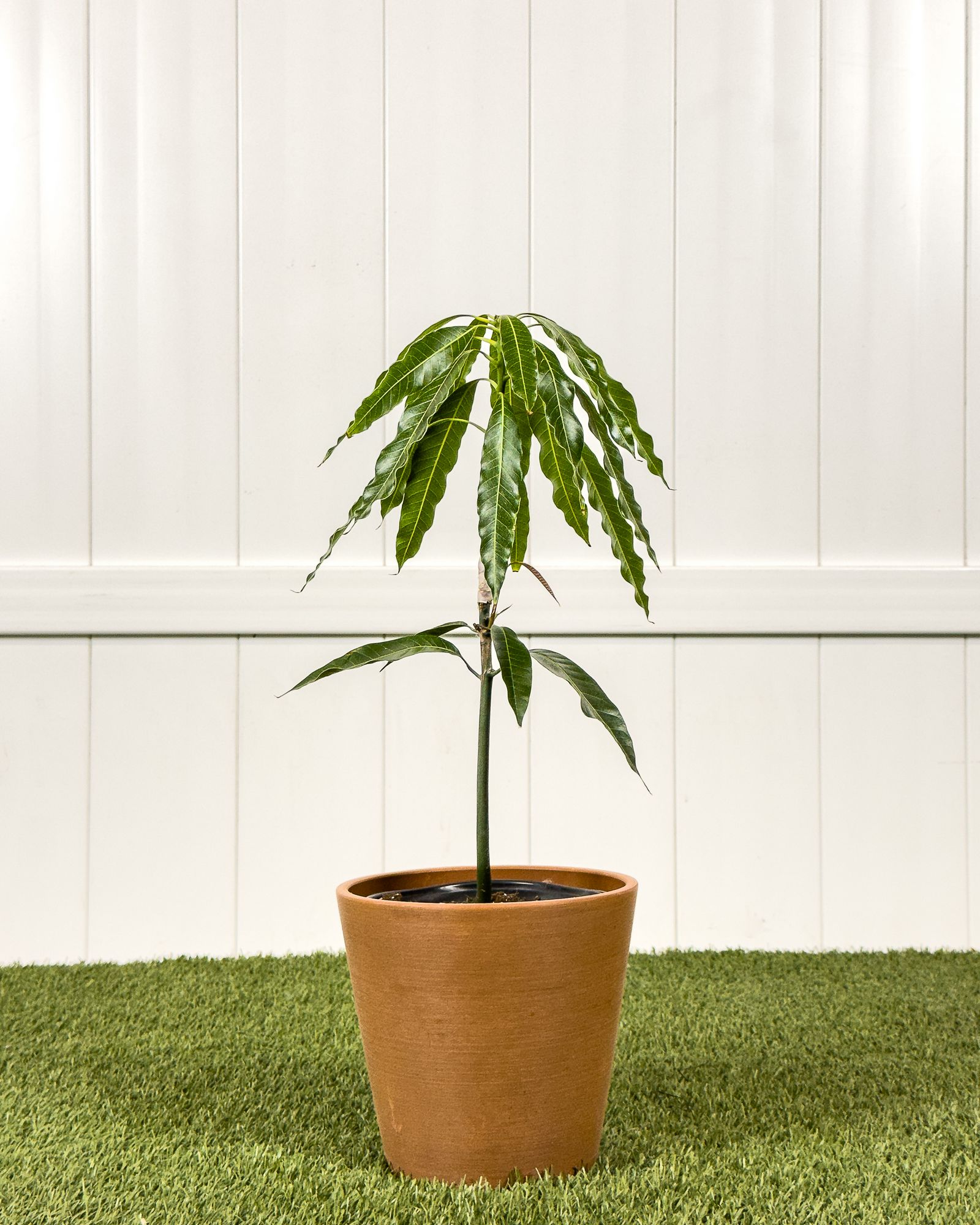 Nam Doc Mai Mango Tree | PlantVine