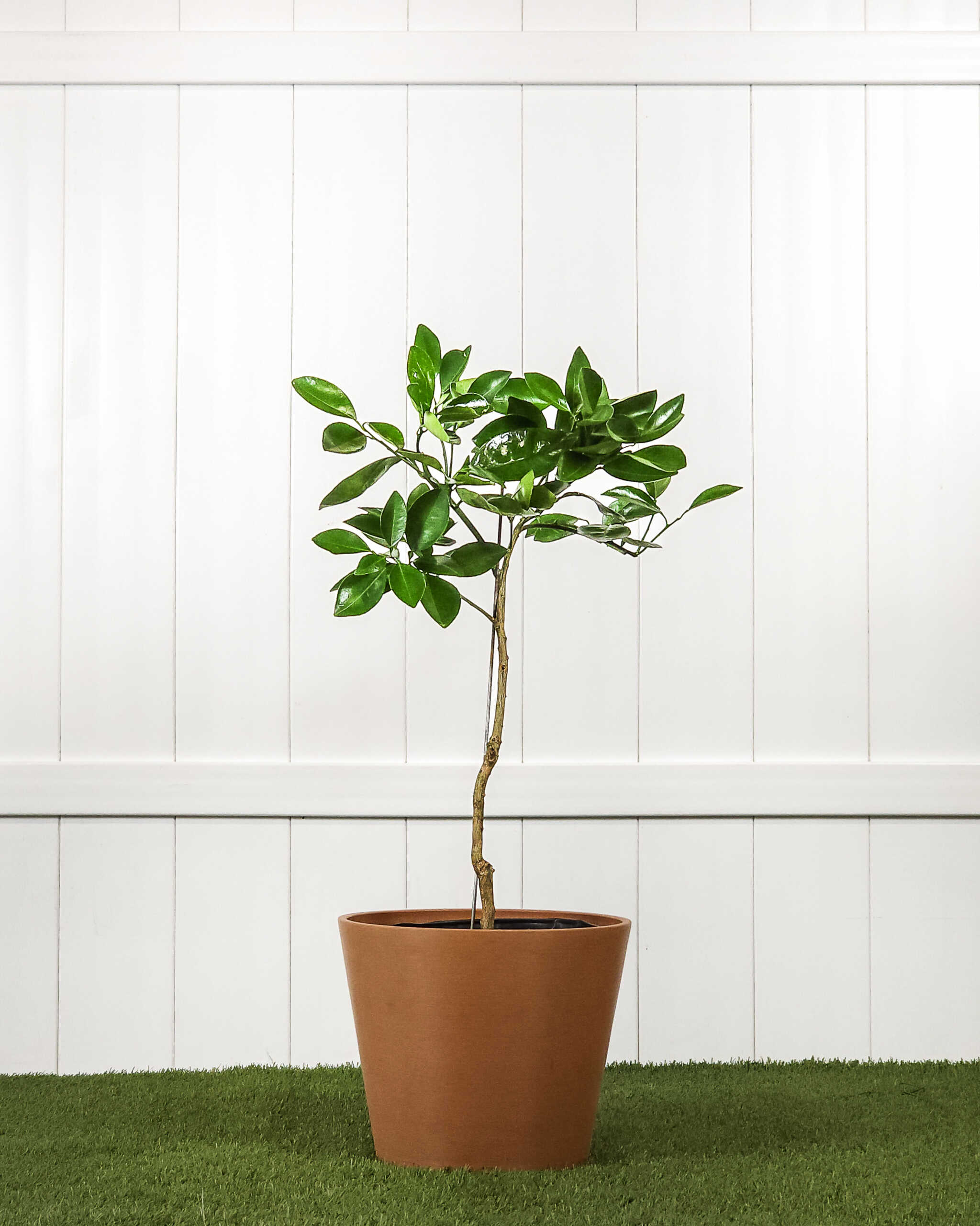 Navel Orange Citrus Tree | PlantVine