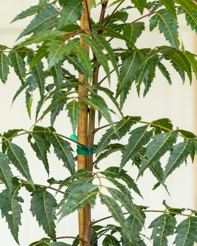 Azadirachta indica, Neem Tree, Indian Lilac | PlantVine