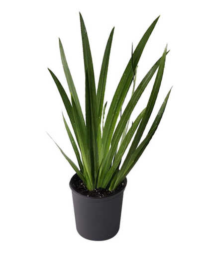 Neomarica caerulea ‘Regina’, Regina Iris, Giant Apostle’s Iris | PlantVine