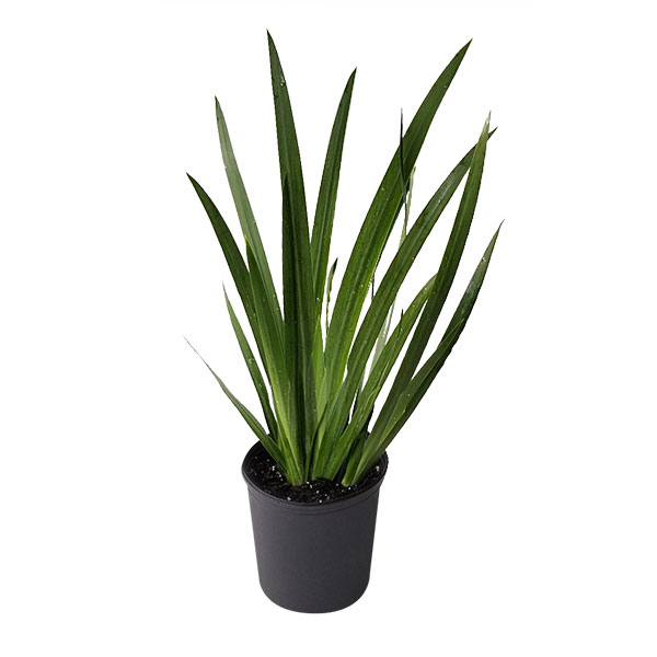 Buy Neomarica caerulea 'Regina', Regina Iris, Giant Apostle's Iris ...