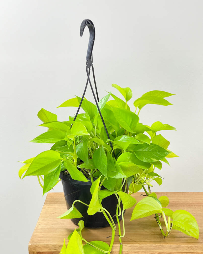 Pothos Varieties | PlantVine