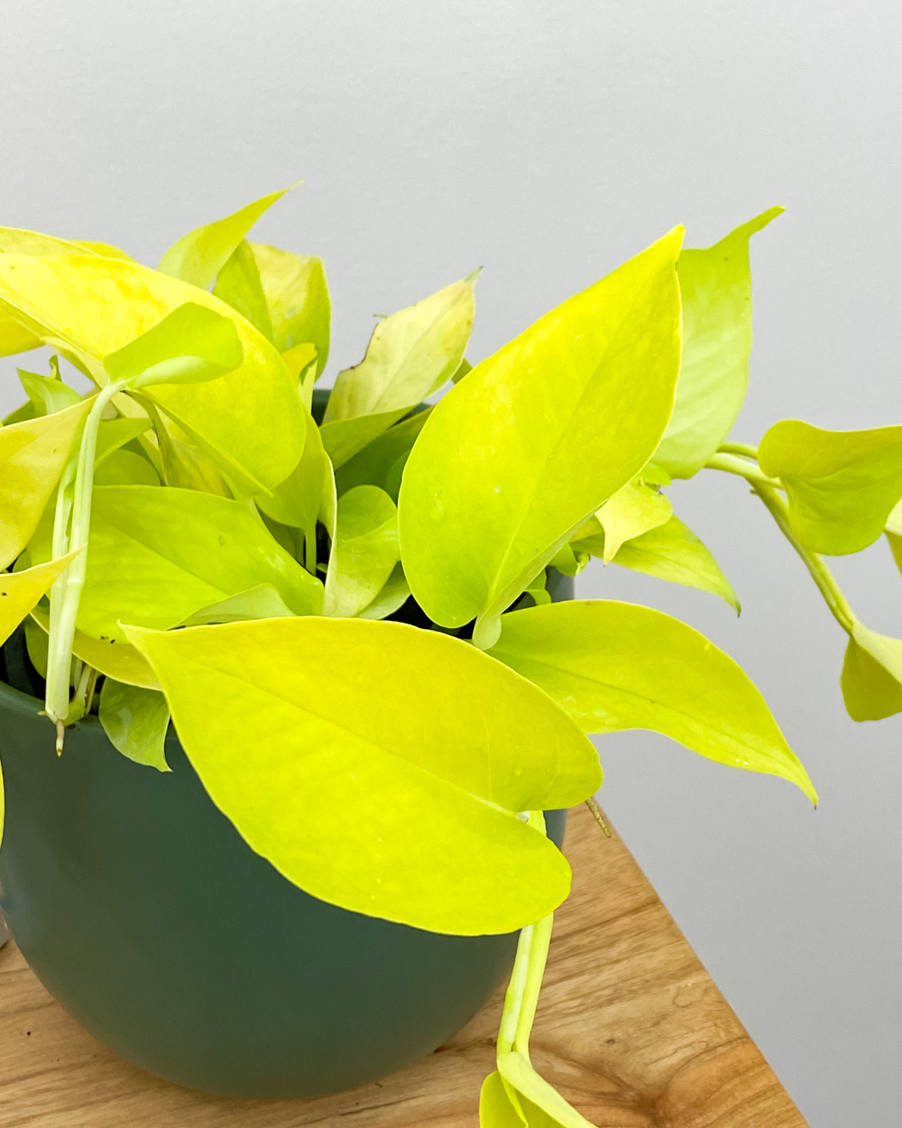 Epipremnum aureum 'Neon', Pothos Neon | PlantVine