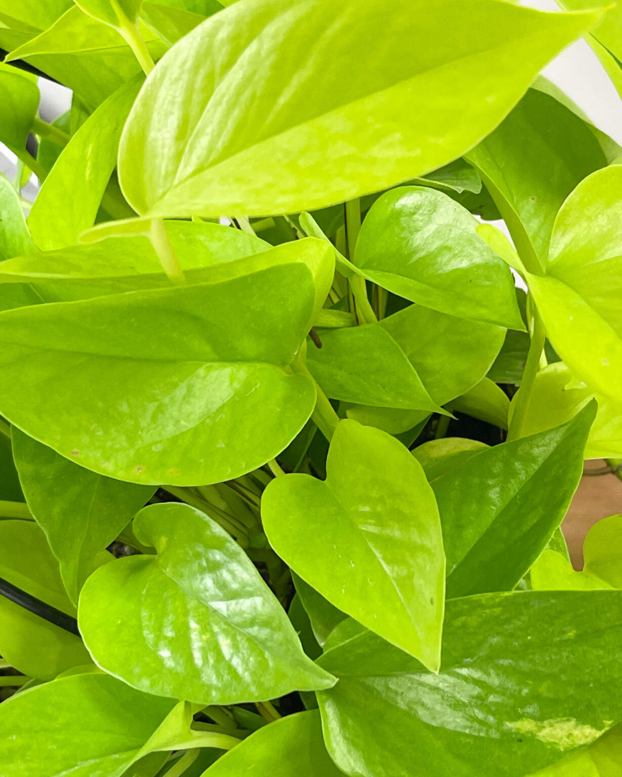 Neon Pothos | PlantVine