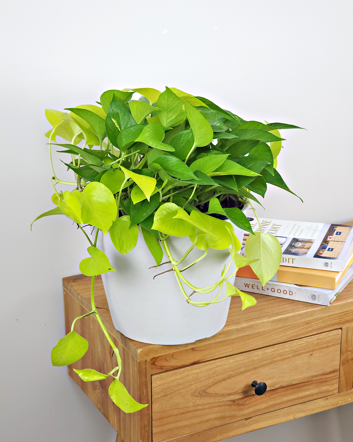 Neon Pothos | PlantVine