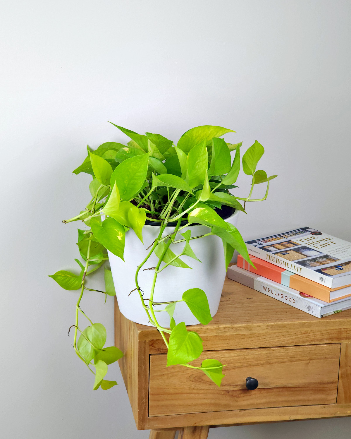 Neon Pothos | PlantVine