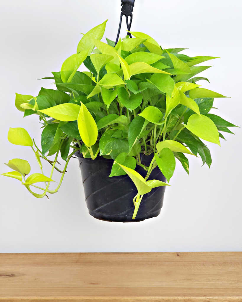 Neon Pothos | PlantVine
