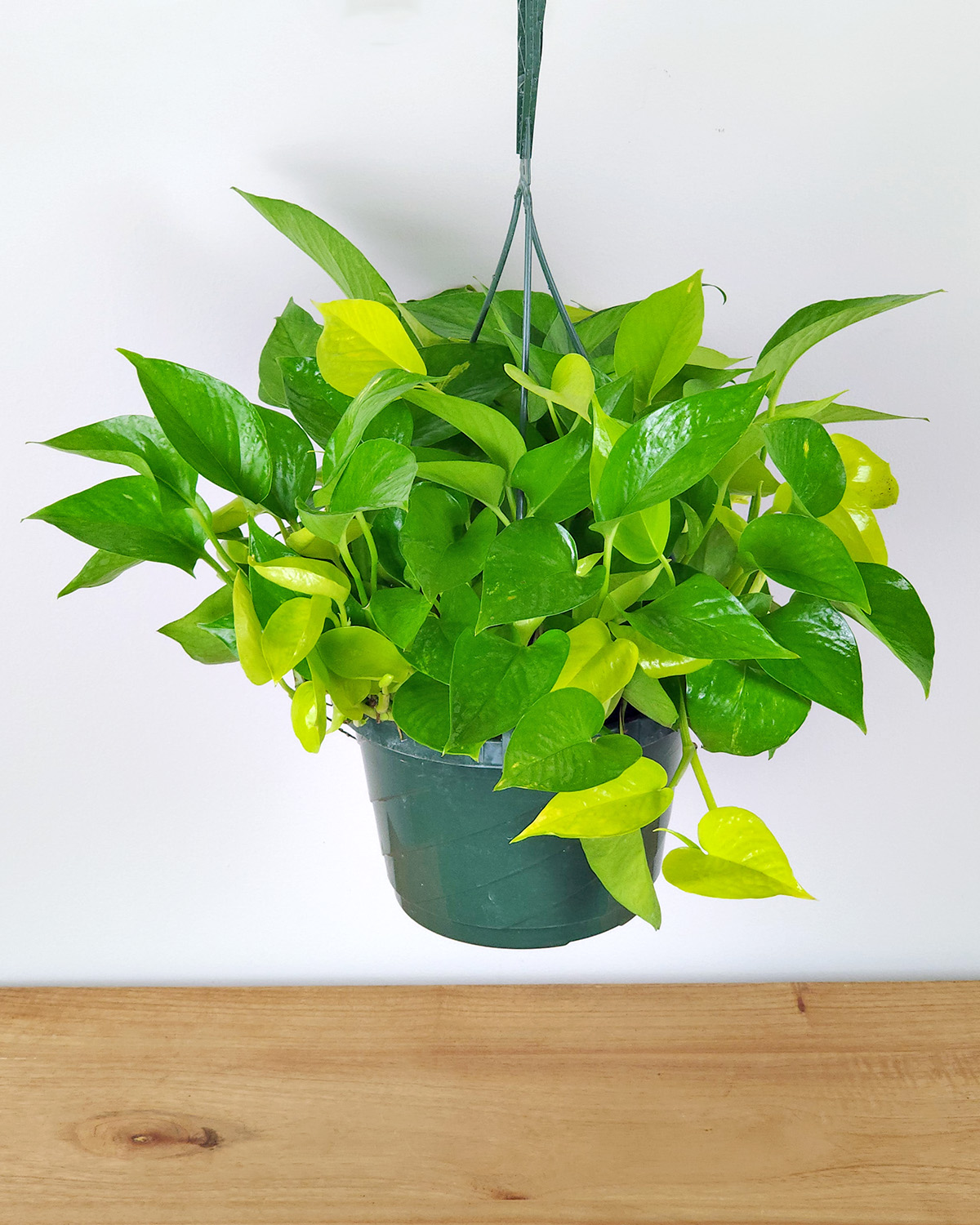 Neon Pothos | PlantVine