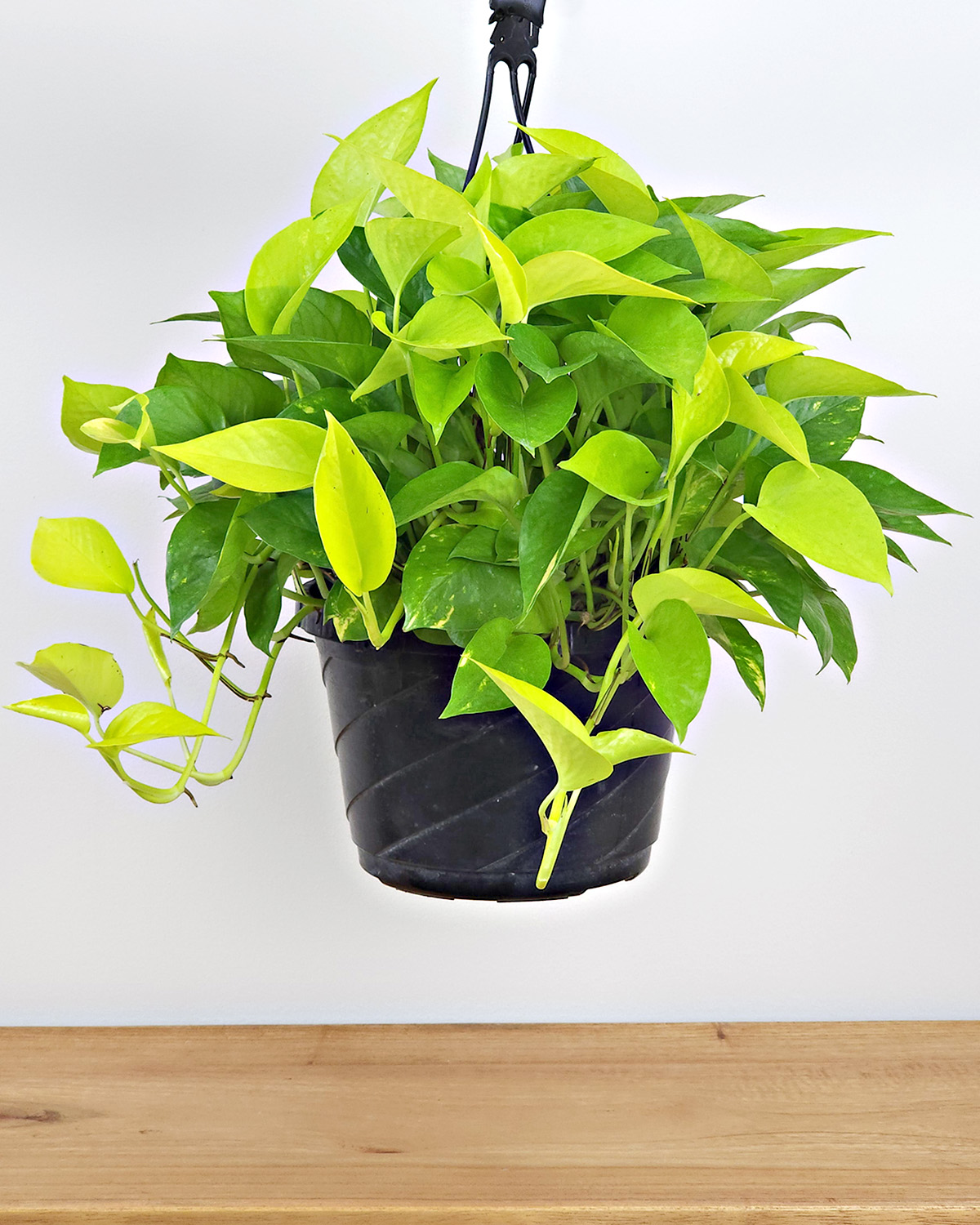 Neon Pothos | PlantVine